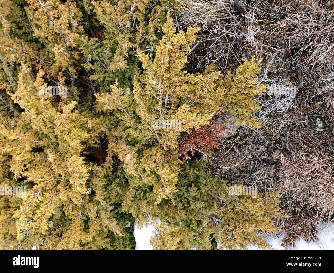 common juniper (Juniperus communis Stock Photo - Alamy