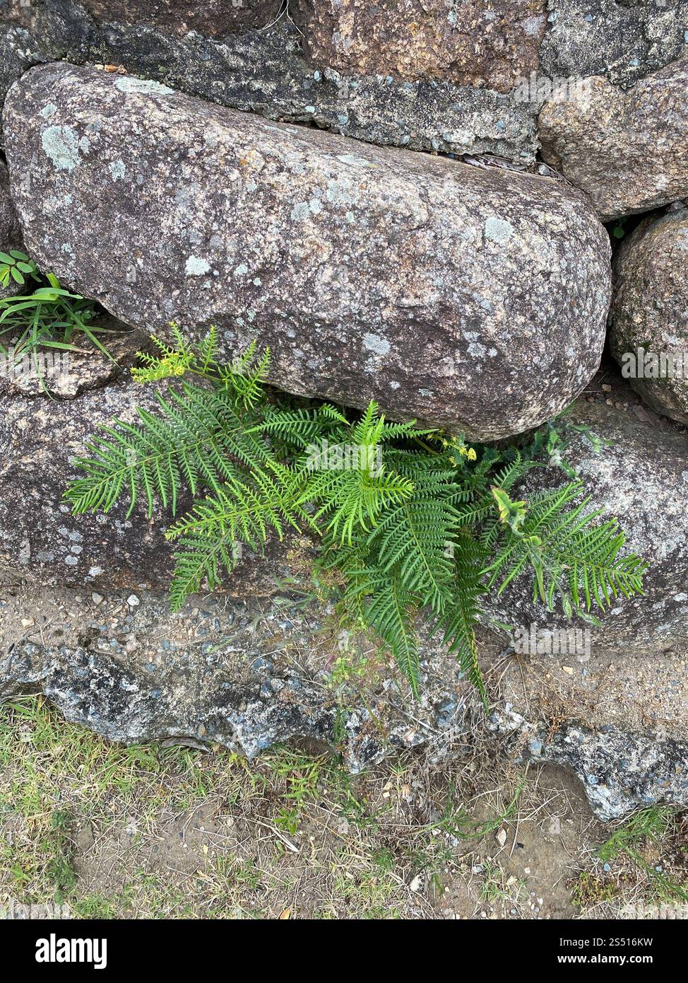 Austroamericana hi-res stock photography and images - Alamy