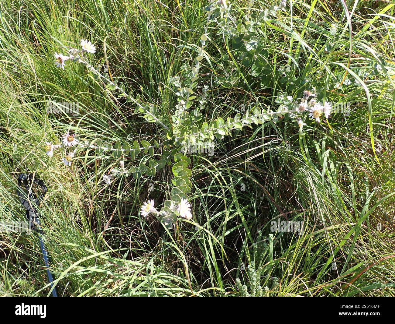 Bushman Tea (Athrixia phylicoides Stock Photo - Alamy