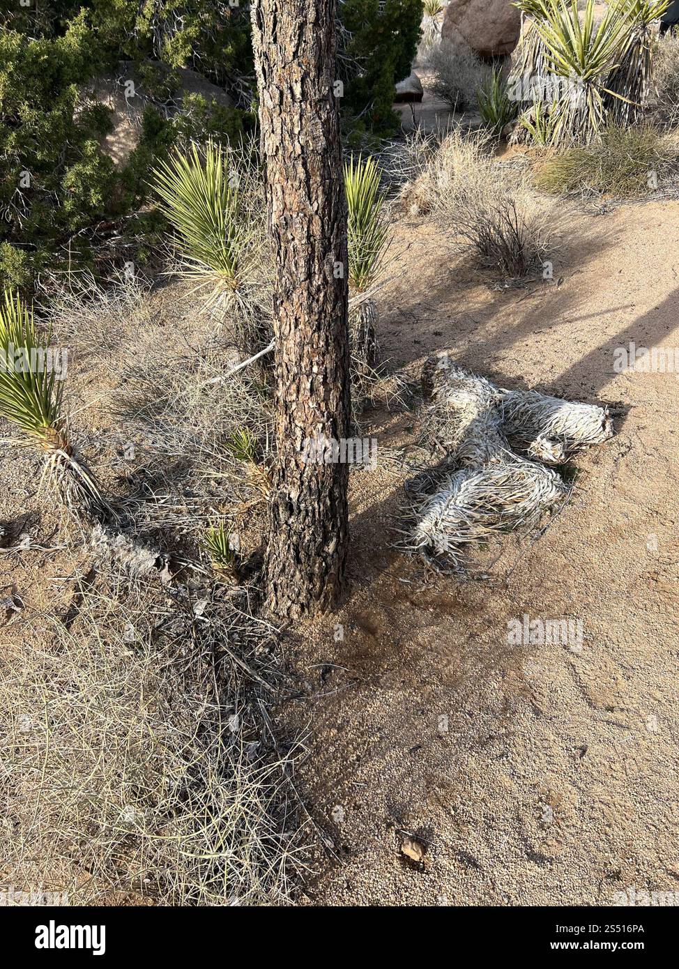 Western Joshua Tree (Yucca brevifolia Stock Photo - Alamy