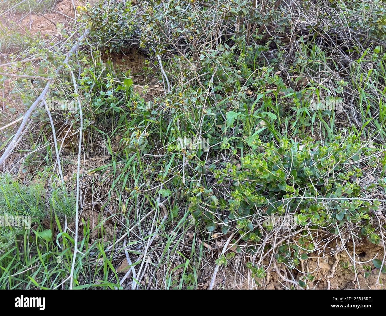 Wishbone Bush (Mirabilis laevis Stock Photo - Alamy