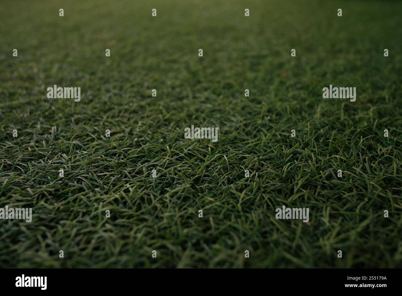Field of fresh green lawn grass texture natural background Stock Photo ...