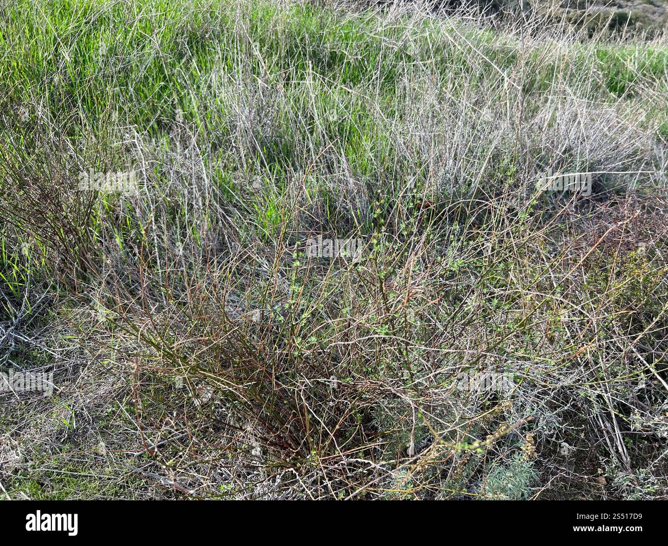 deerweed (Acmispon glaber Stock Photo - Alamy