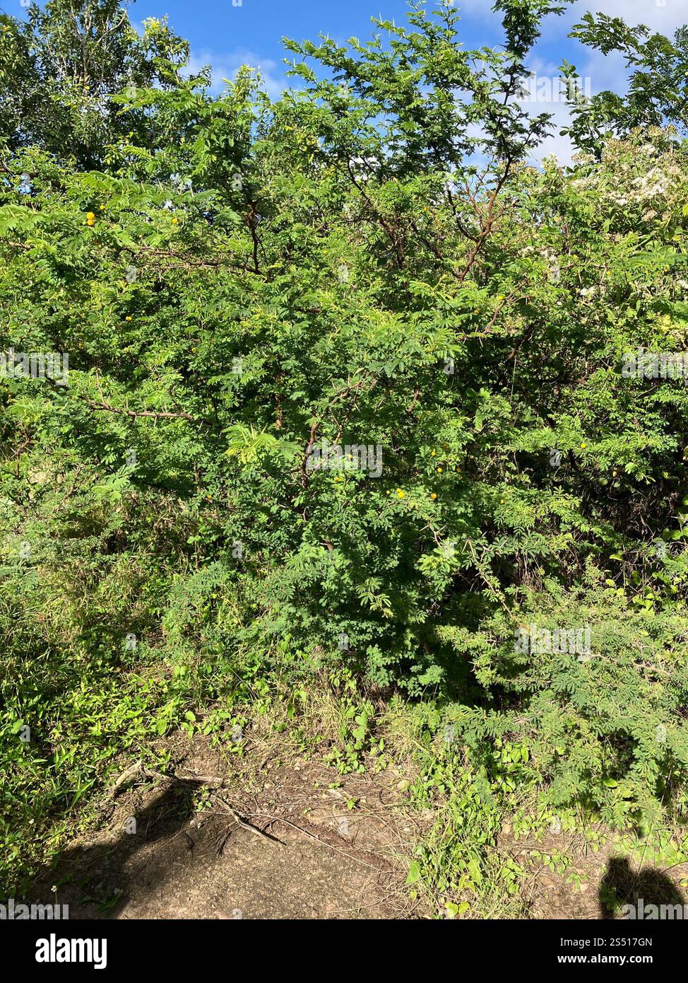 Sweet acacia (Vachellia farnesiana Stock Photo - Alamy