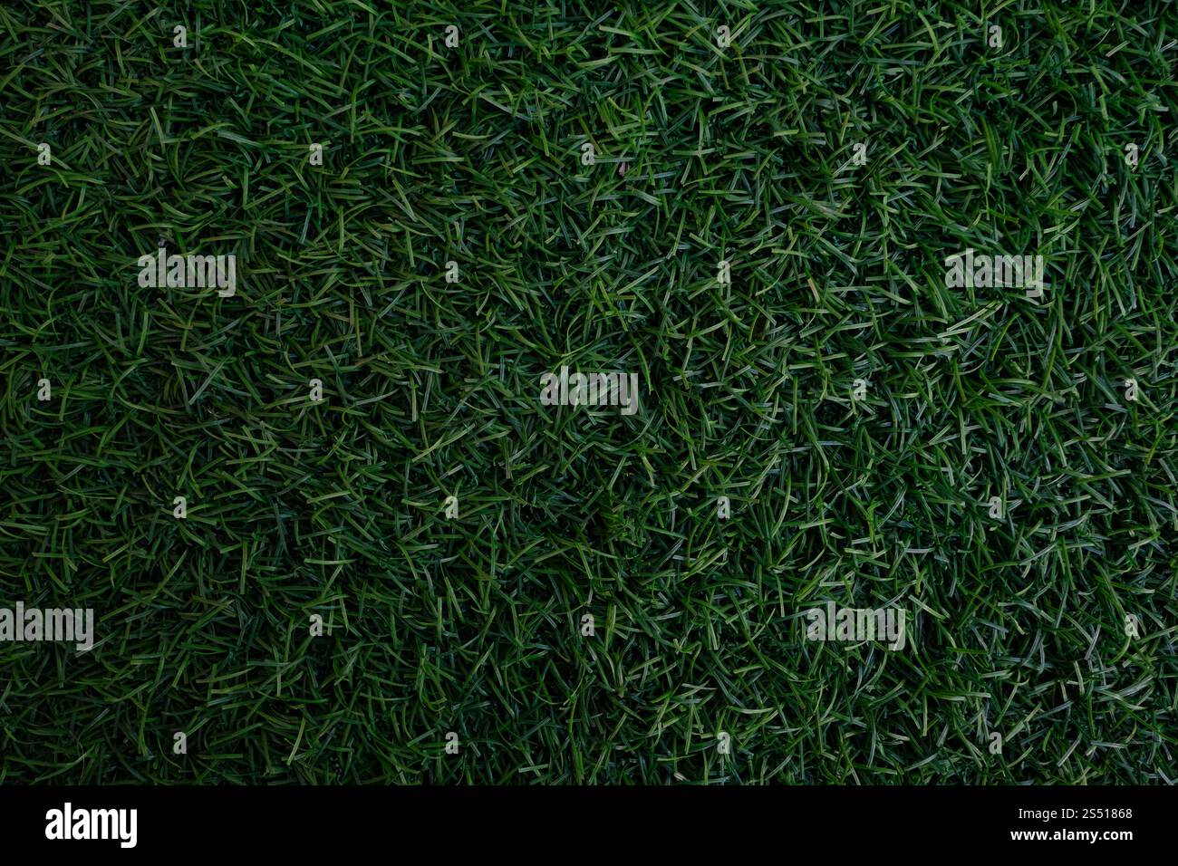 Field of fresh green lawn grass texture natural background Stock Photo ...