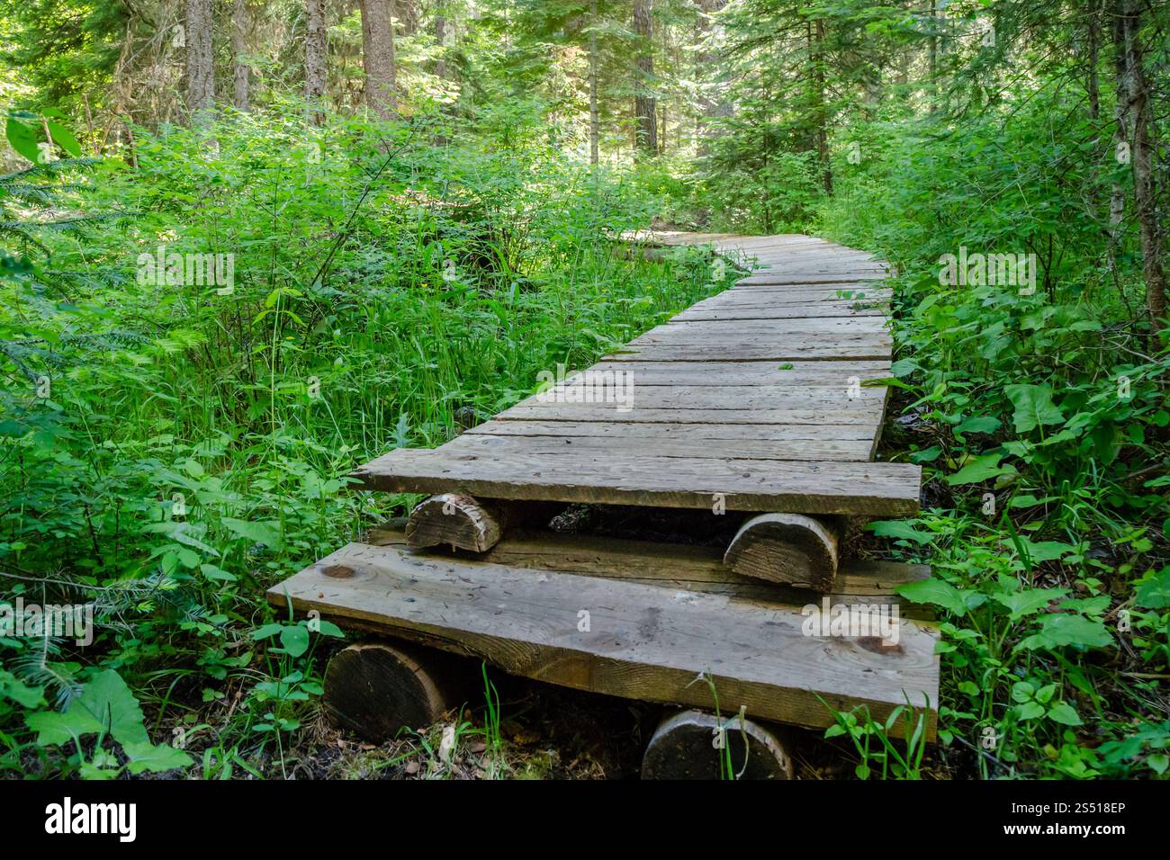 Wooden Pathway Through a Serene Forest with Lush Greenery, Eagle Cap ...