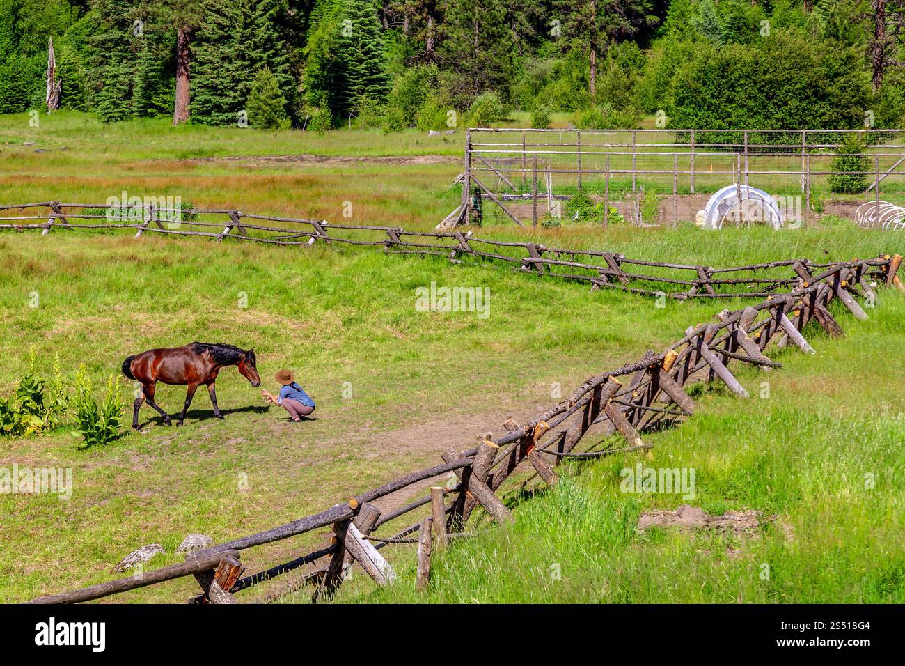 Person Interacting with a Horse in a Rustic Fenced Pasture Scene, Eagle ...