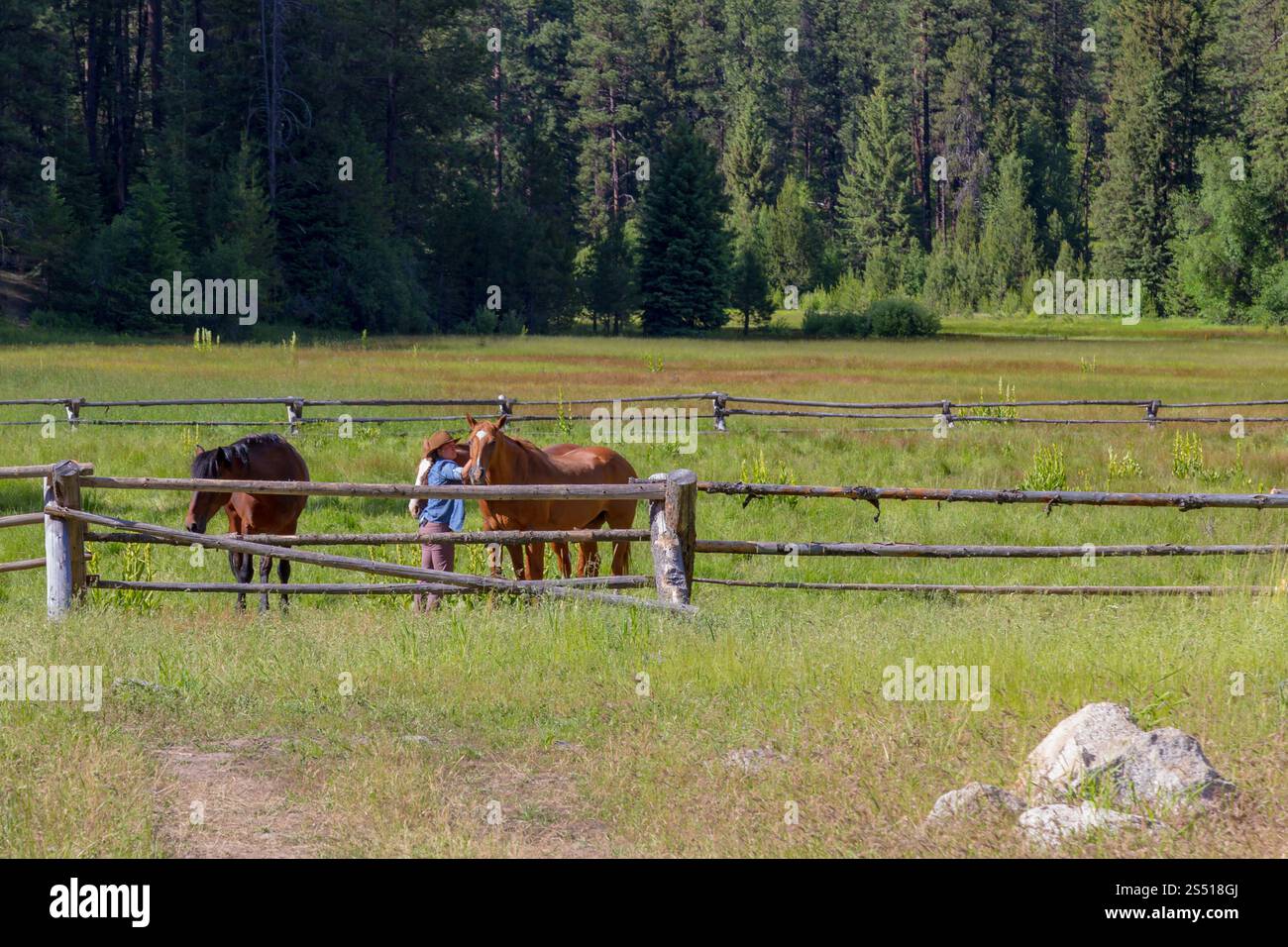 Rustic Pasture Scene with Horses and Forest Background on Sunny Day ...