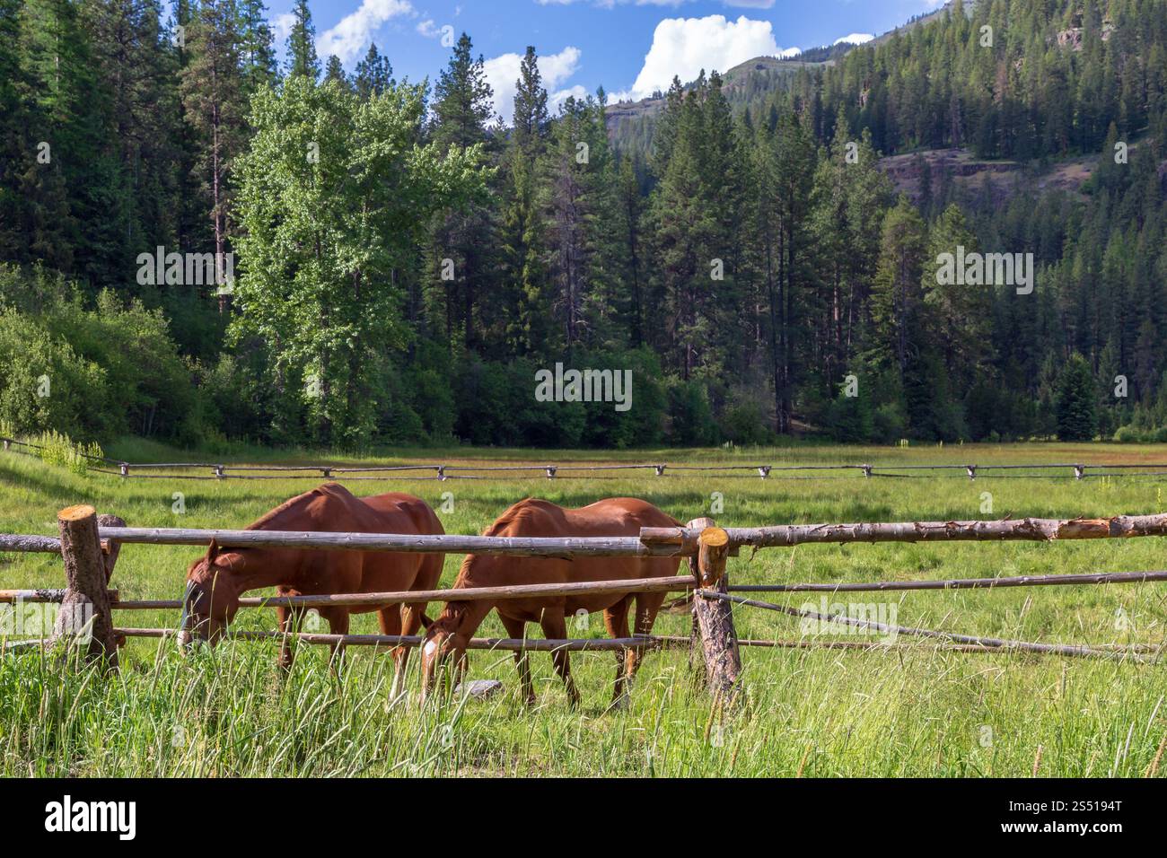 Rural Peaceful Pasture with Horses Grazing Amidst Lush Green Landscape ...