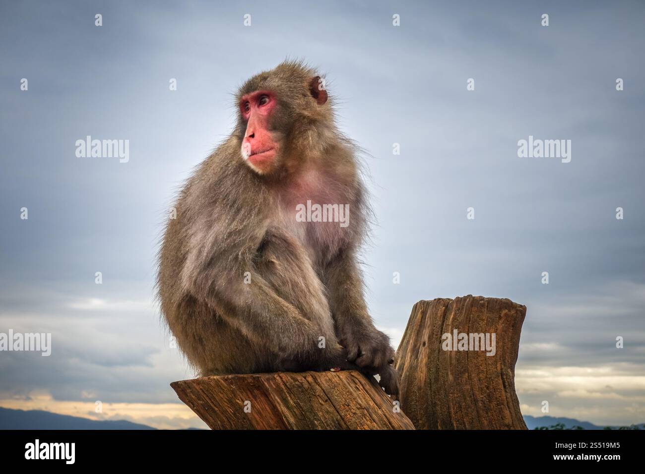 Japanese macaque on a trunk in Iwatayama monkey park, Kyoto, Japan ...