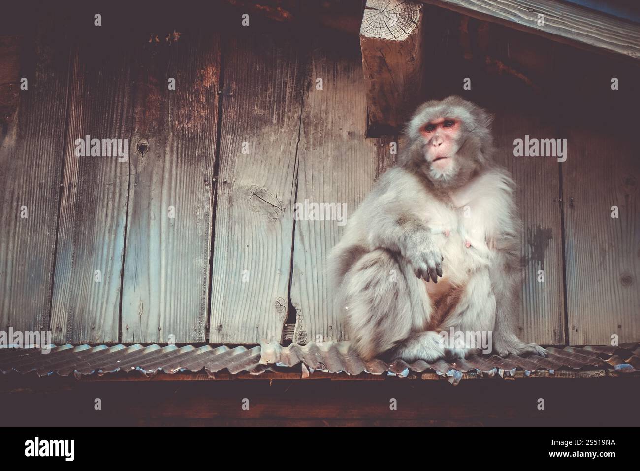 Japanese macaque on a rooftop in Iwatayama monkey park, Kyoto, Japan ...