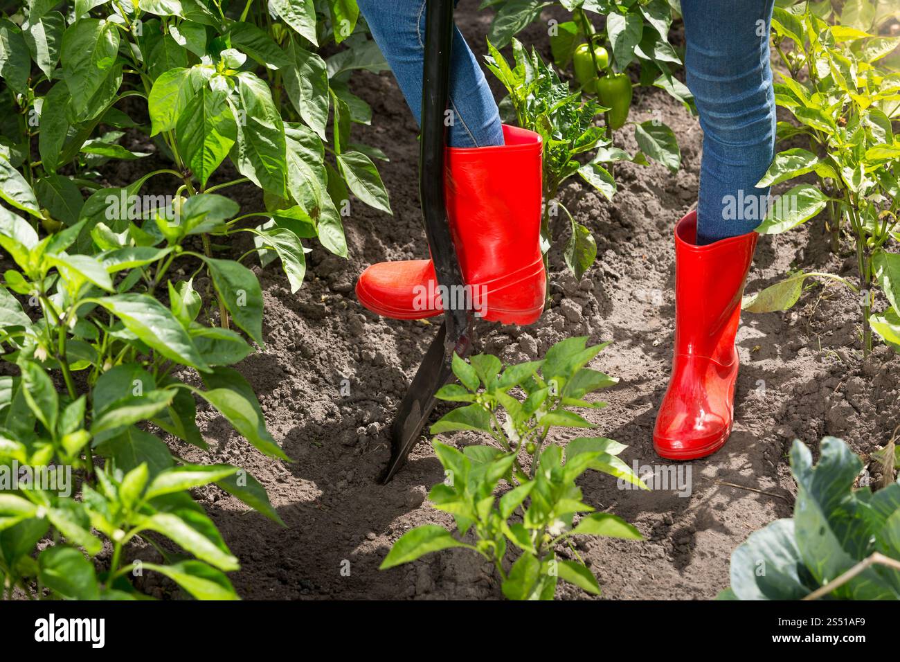 Closeup photo of female feet in red wellies digging earth in garden ...