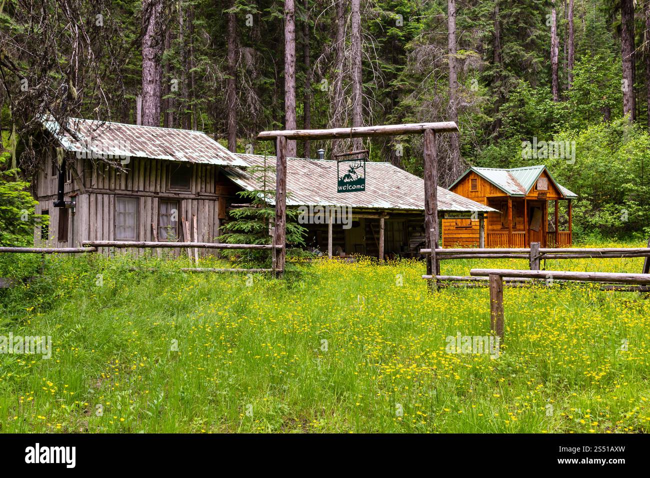 Rustic Log Cabins in a Forest Clearing Surrounded by Lush Greenery ...