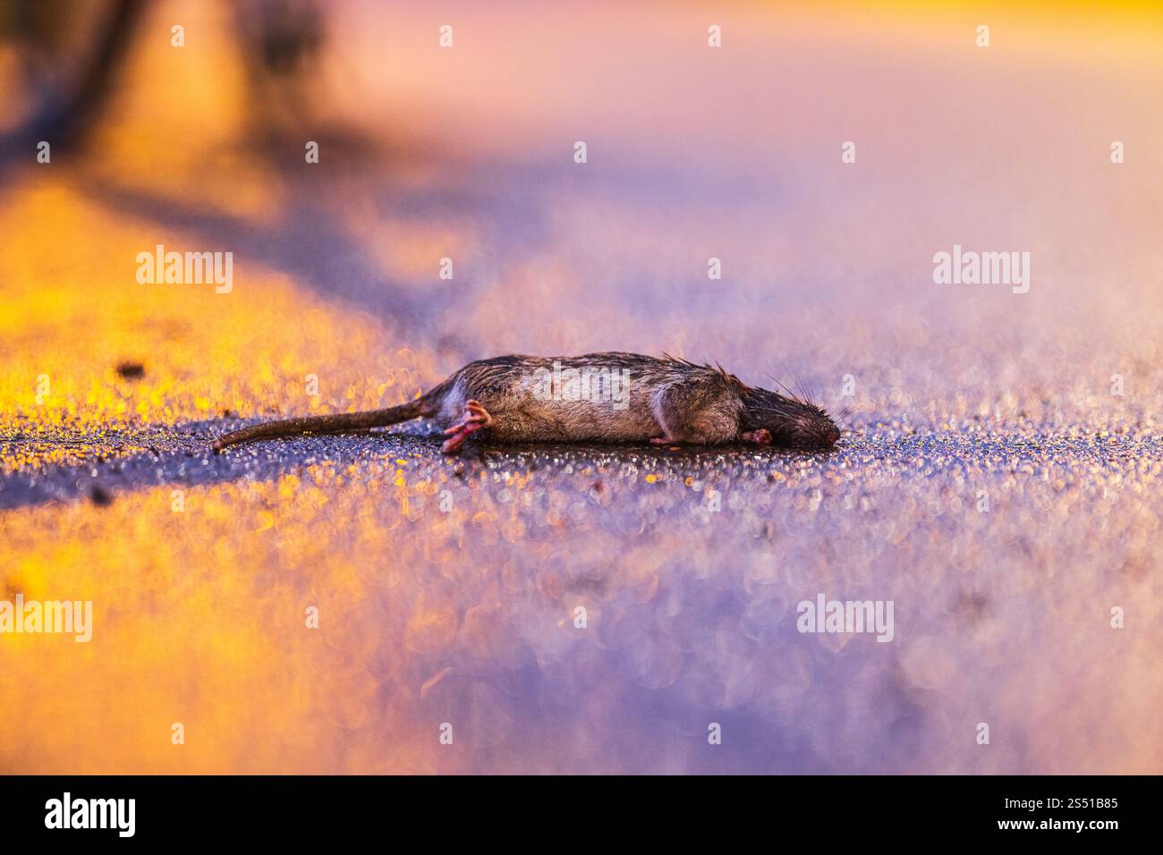 Dead rat on asphalt road Stock Photo - Alamy