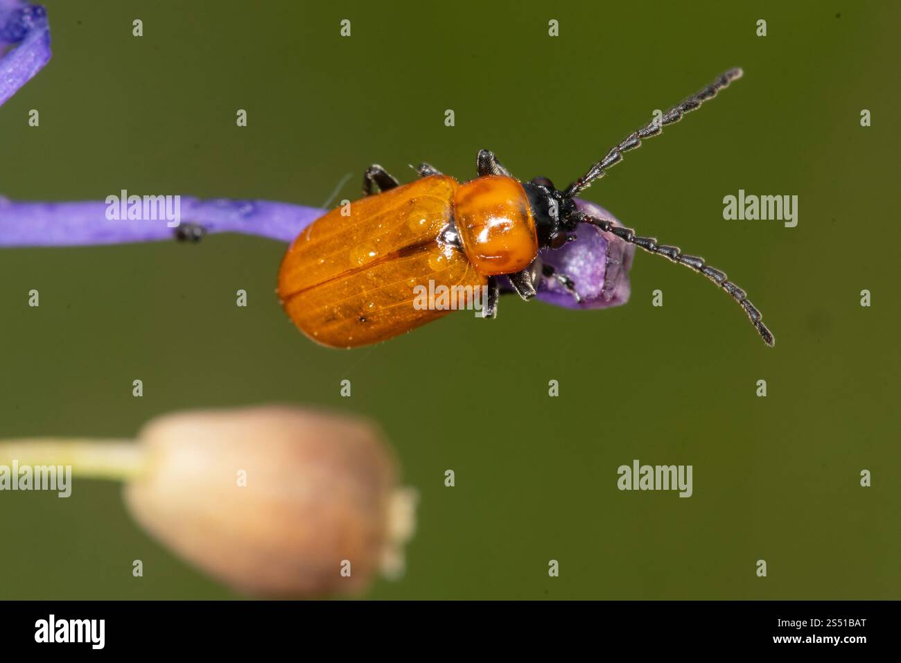 Daffodil leaf beetle, Exosoma lusitanicum on tassel hyacinth, Leopoldia ...