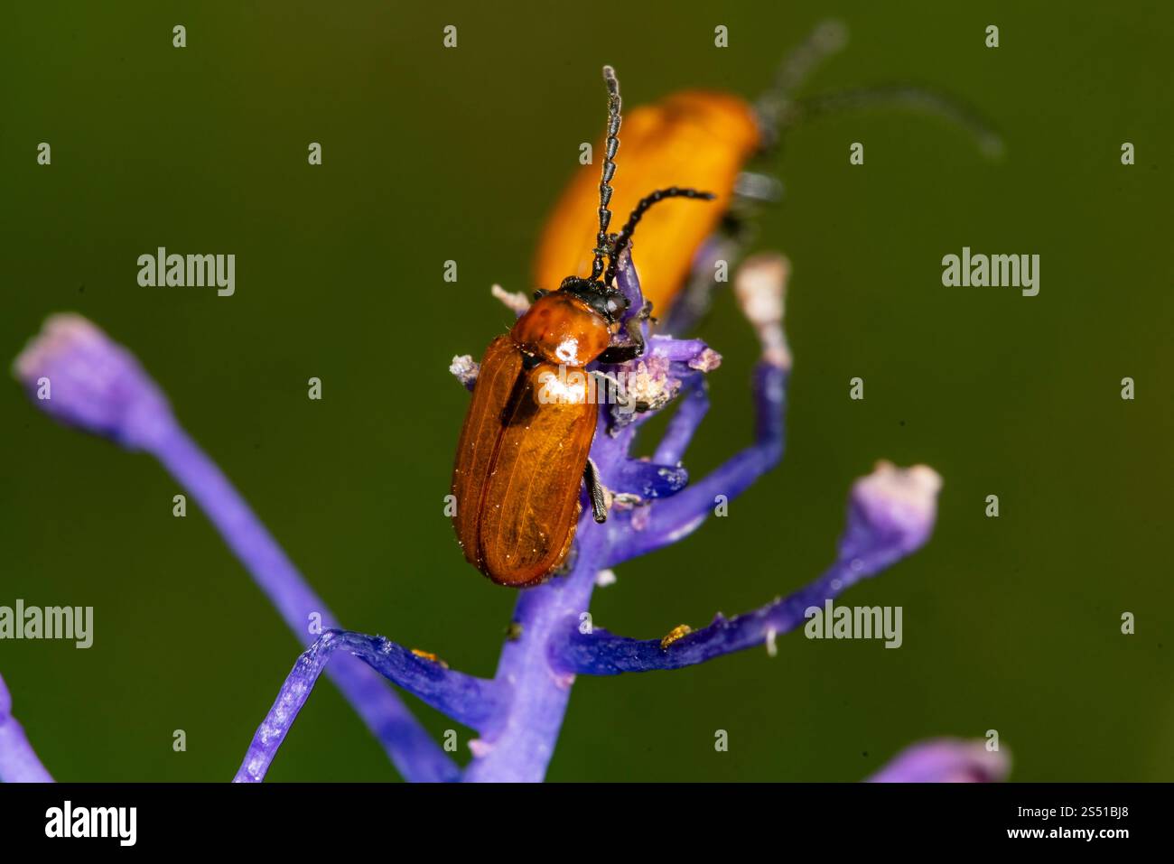 Daffodil leaf beetle, Exosoma lusitanicum on tassel hyacinth, Leopoldia ...