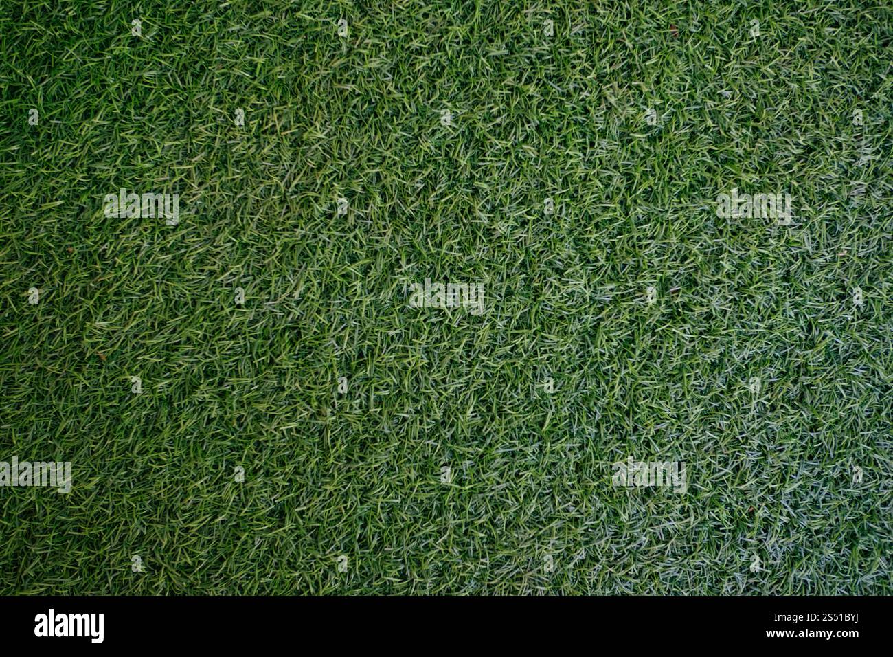 Field of fresh green lawn grass texture natural background Stock Photo ...