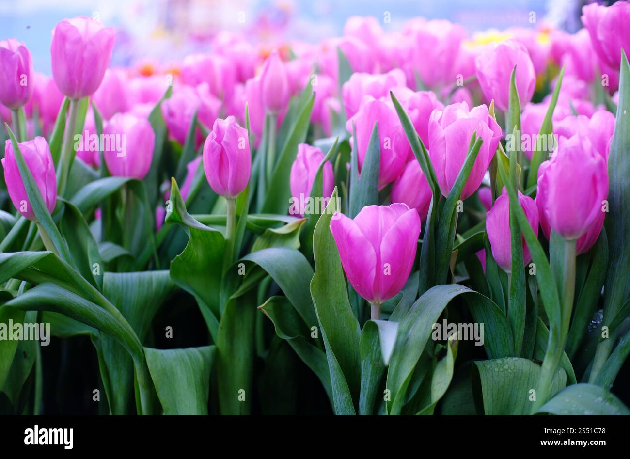 Beautiful tulips blossom in springtime hi-res stock photography and ...
