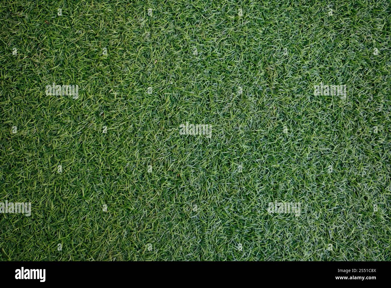 Field of fresh green lawn grass texture natural background Stock Photo ...
