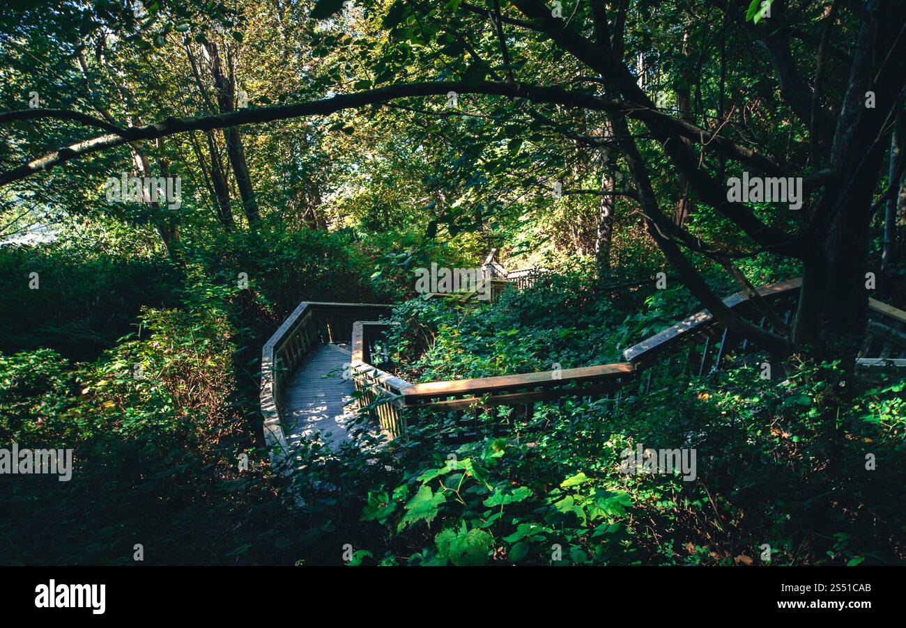 Wooden Trail in the green forest with trees during sunny summer day ...