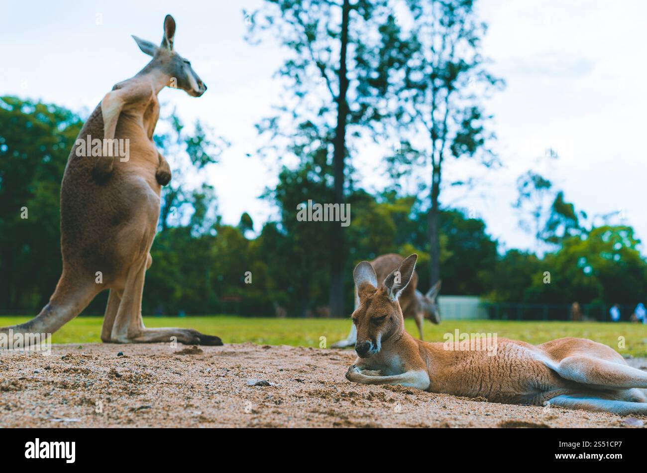 Queensland Kangaroos in zoo Stock Photo - Alamy