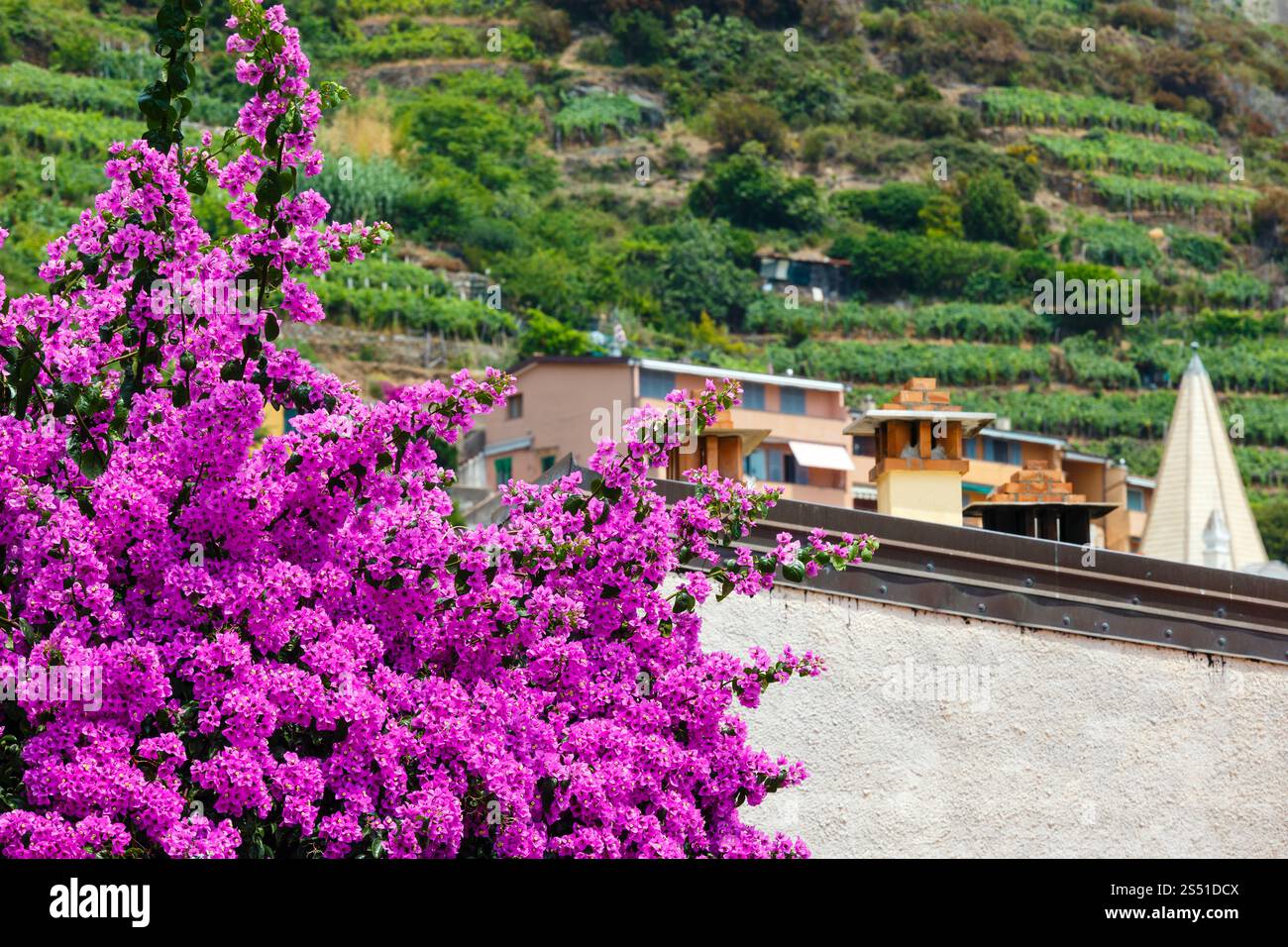 Beautiful summer pink Bougainvillea flowers in Riomaggiore - one of ...