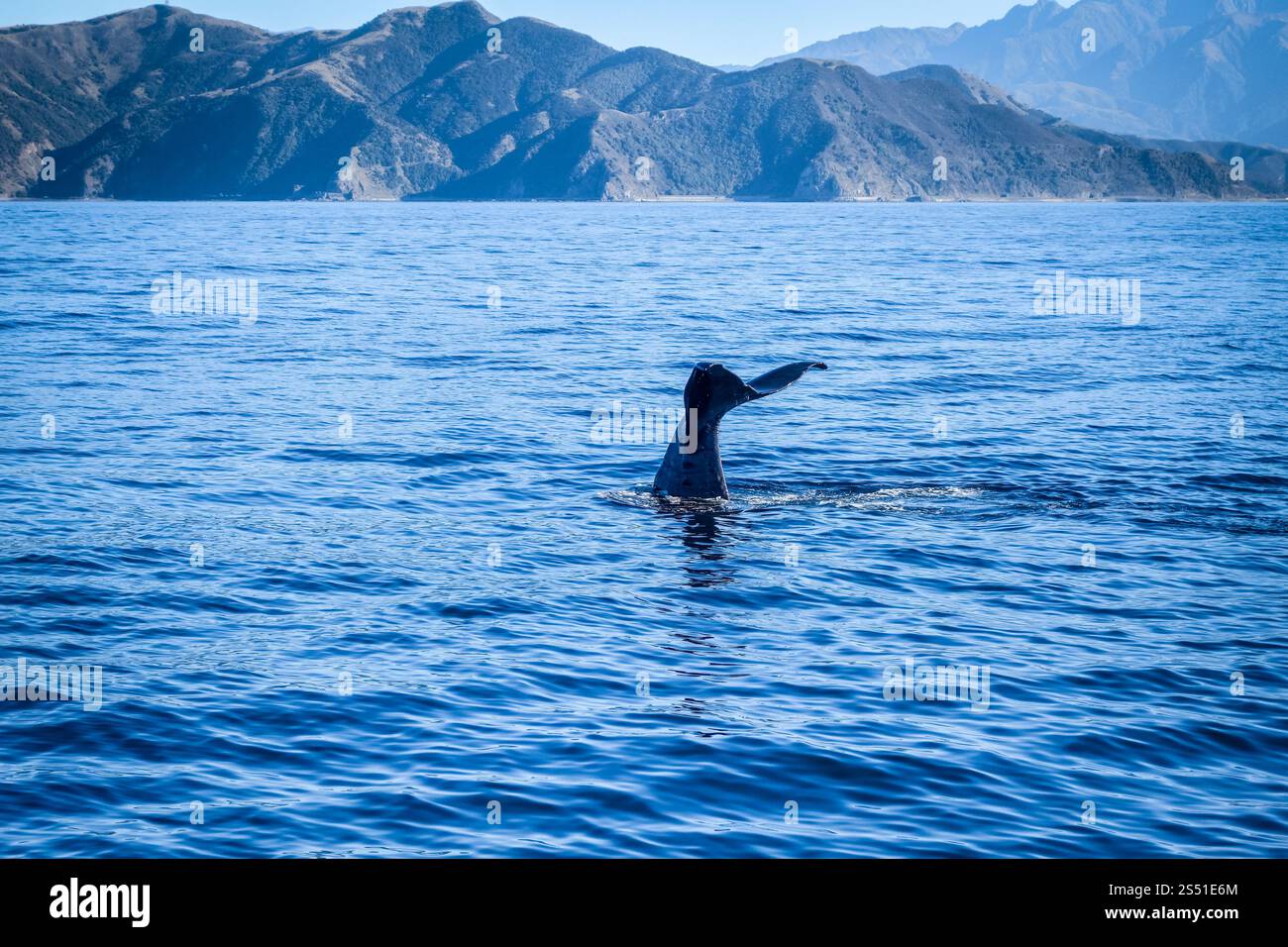 Whale tail in Kaikoura bay, New Zealand. Whale in Kaikoura bay, New ...