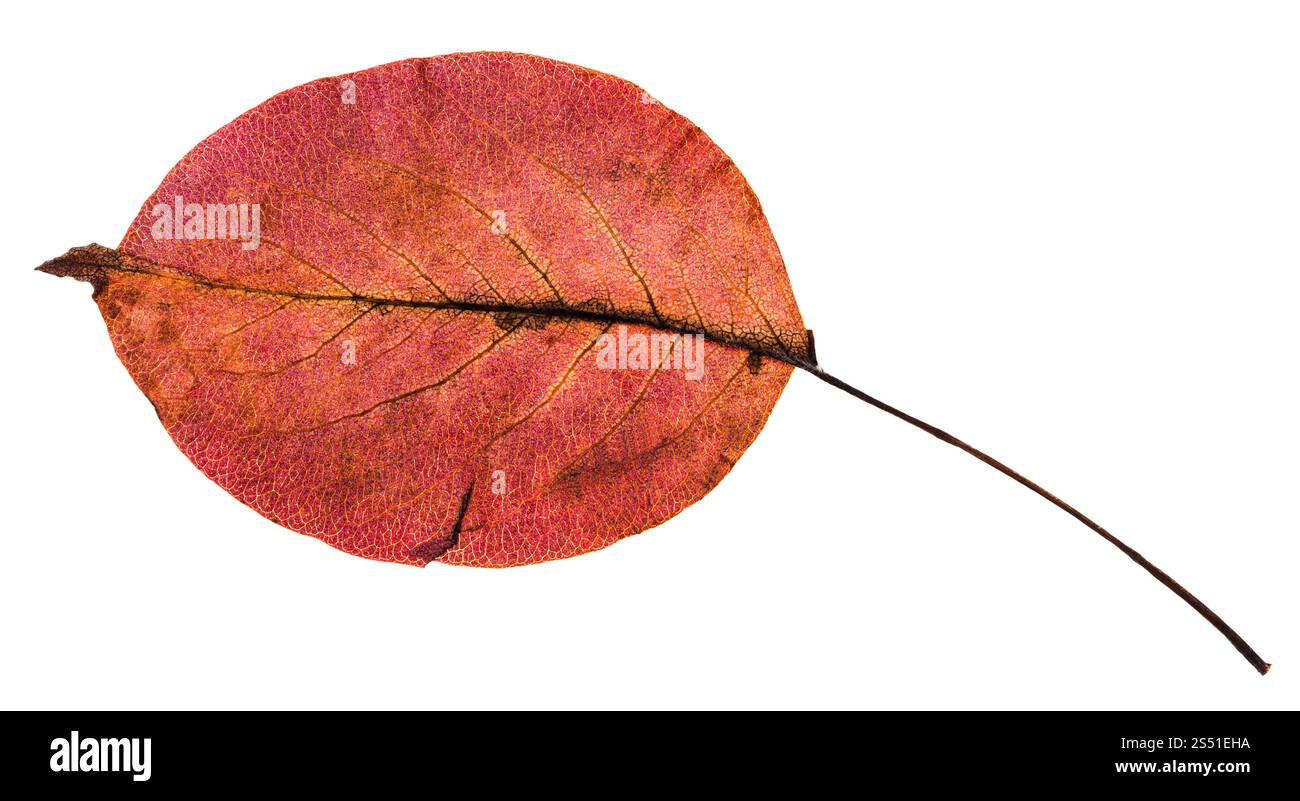 back side of red autumn leaf of pear tree isolated on white background ...