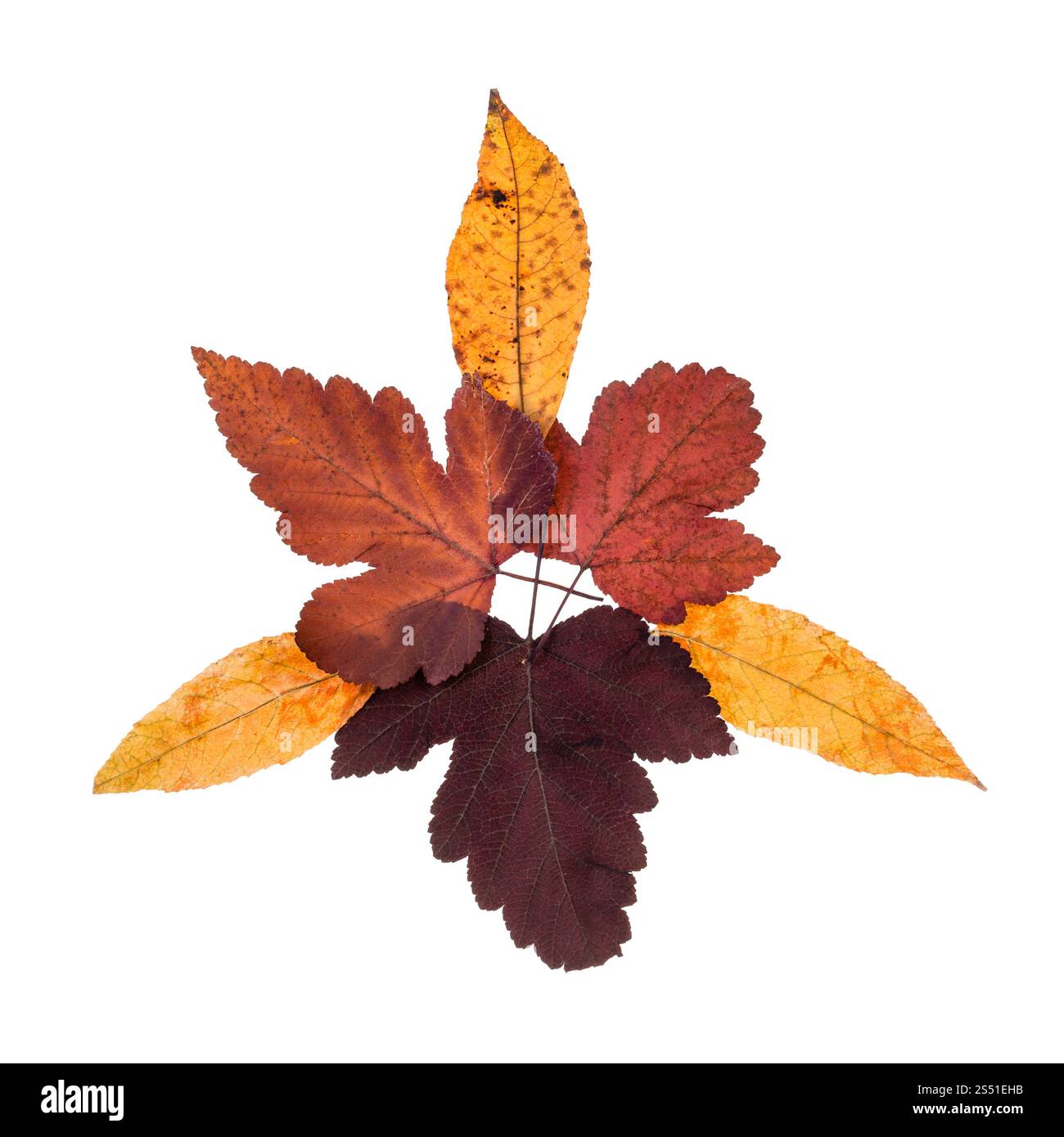 collage from autumn leaves of viburnum and ash trees isolated on white ...