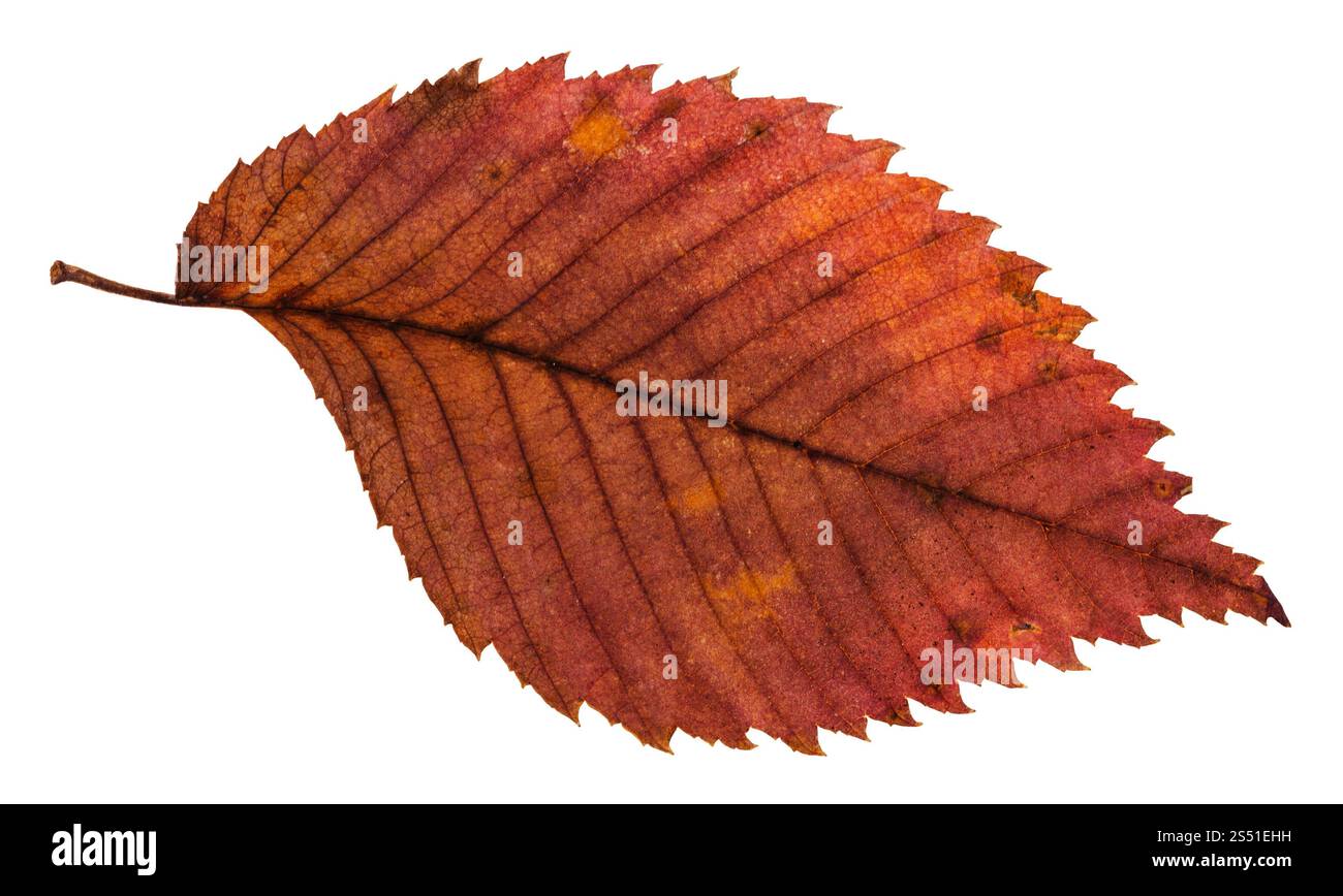 rotten dried red leaf of elm tree isolated. rotten dried red leaf of ...