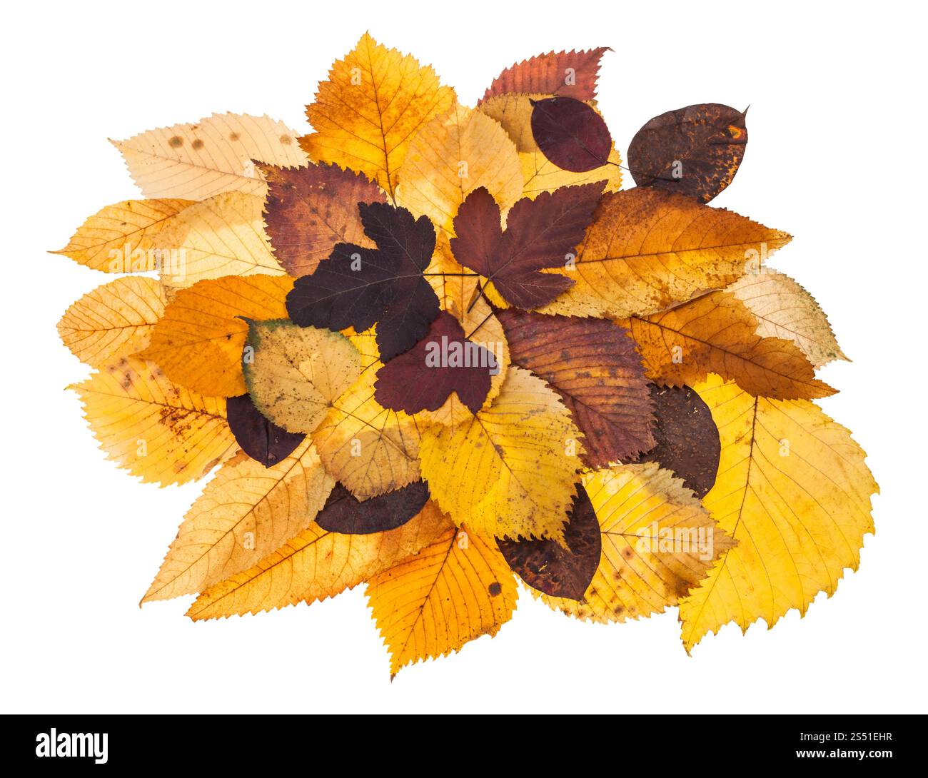 pile of various autumn fallen leaves isolated. pile of various autumn ...