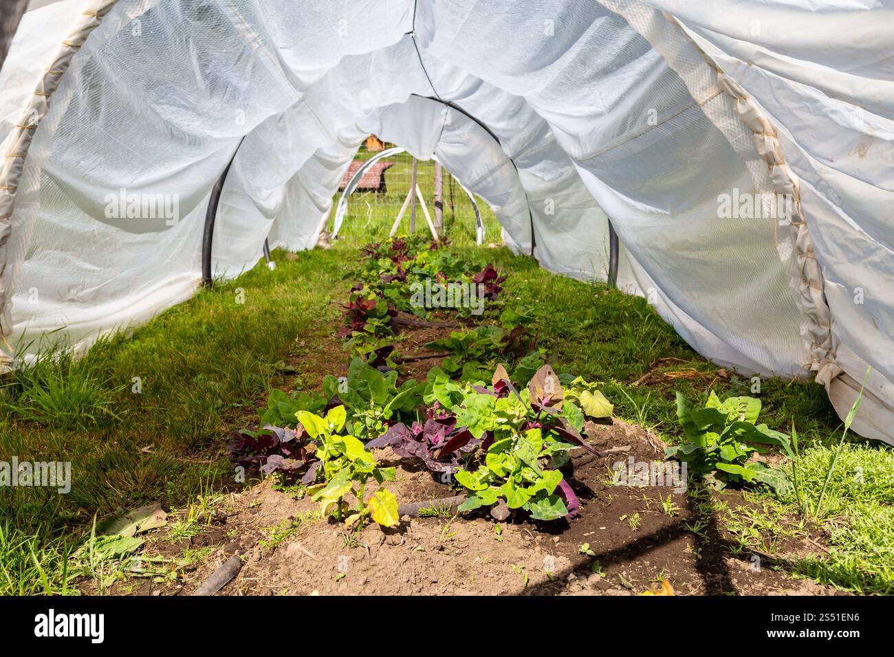 Garden tunnel hi-res stock photography and images - Alamy