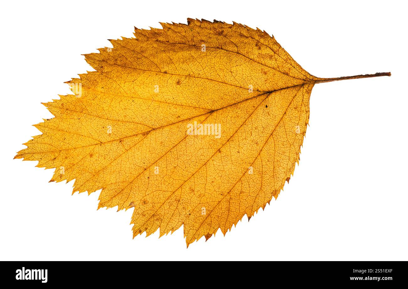 yellow fallen leaf of hawthorn tree isolated. yellow fallen leaf of ...