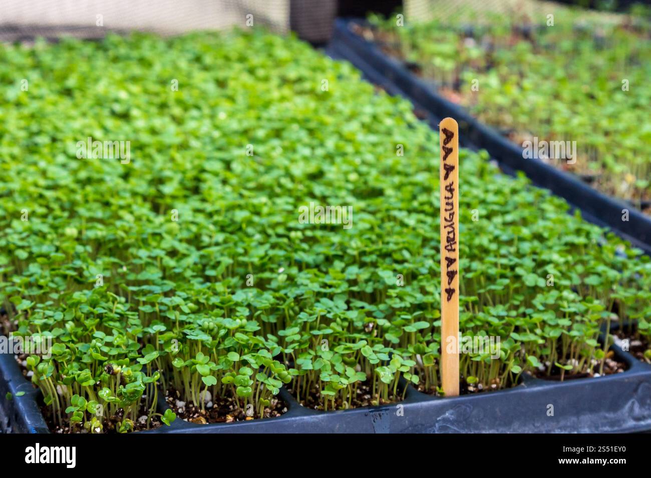 Closeup of Microgreens Trays with Labeled Wooden Stick in Organic Farm ...