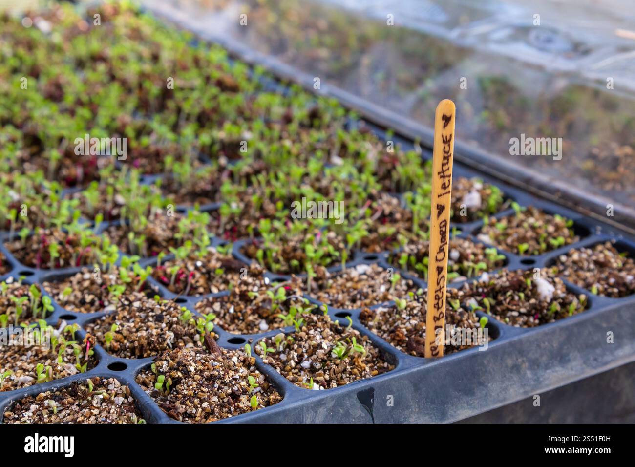 Fresh Sprouting Lettuce Seedlings in Trays with Labeled Marker Stock ...