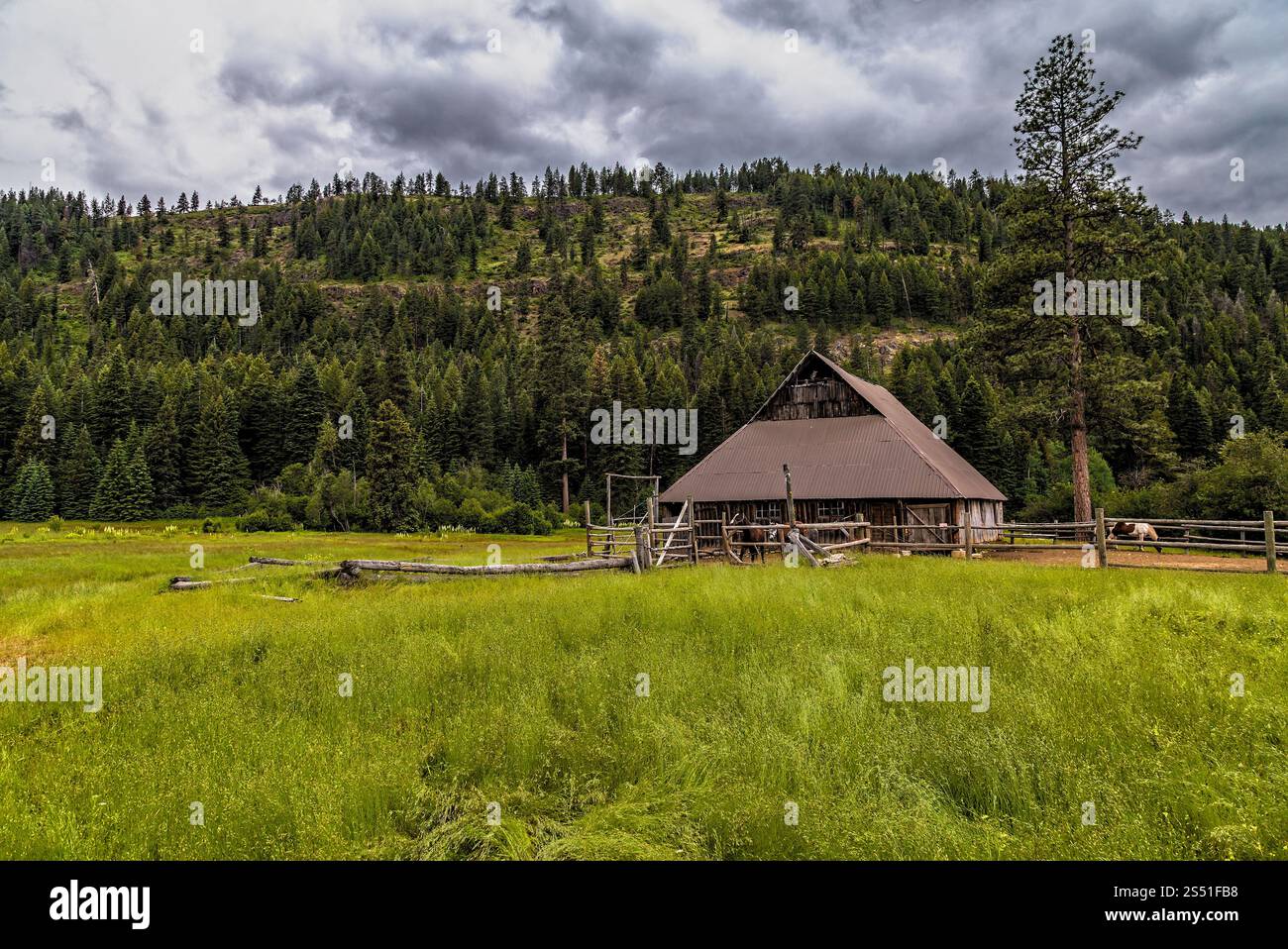 Rustic Barn Amidst Lush Green Fields and Tall Pine Trees in Countryside ...