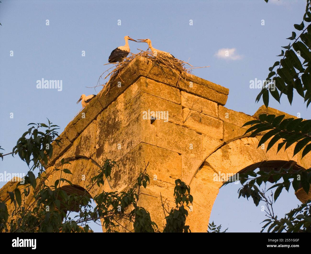 europe, greece, thrace, town of didymoteicho, ancient ruins and stork ...