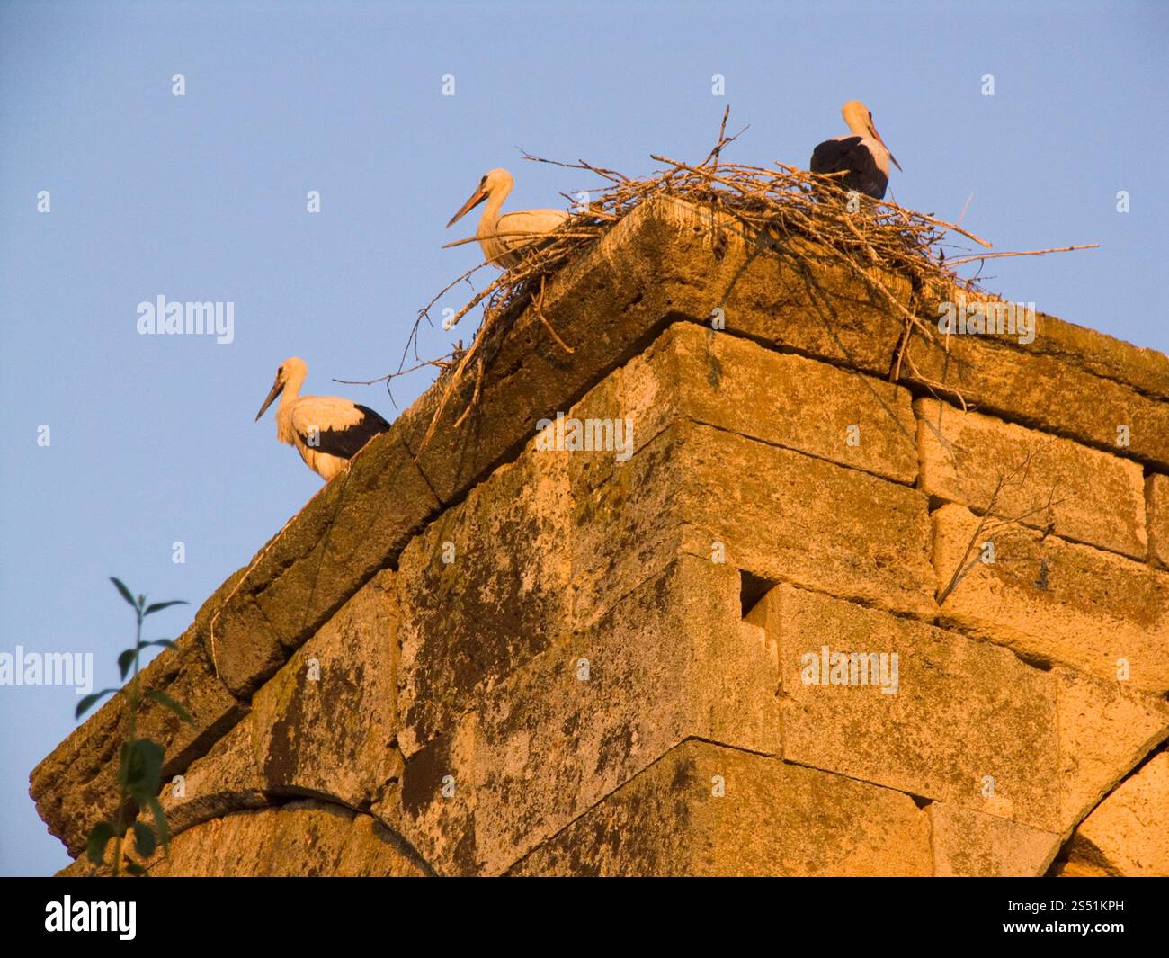 europe, greece, thrace, town of didymoteicho, ancient ruins and stork ...