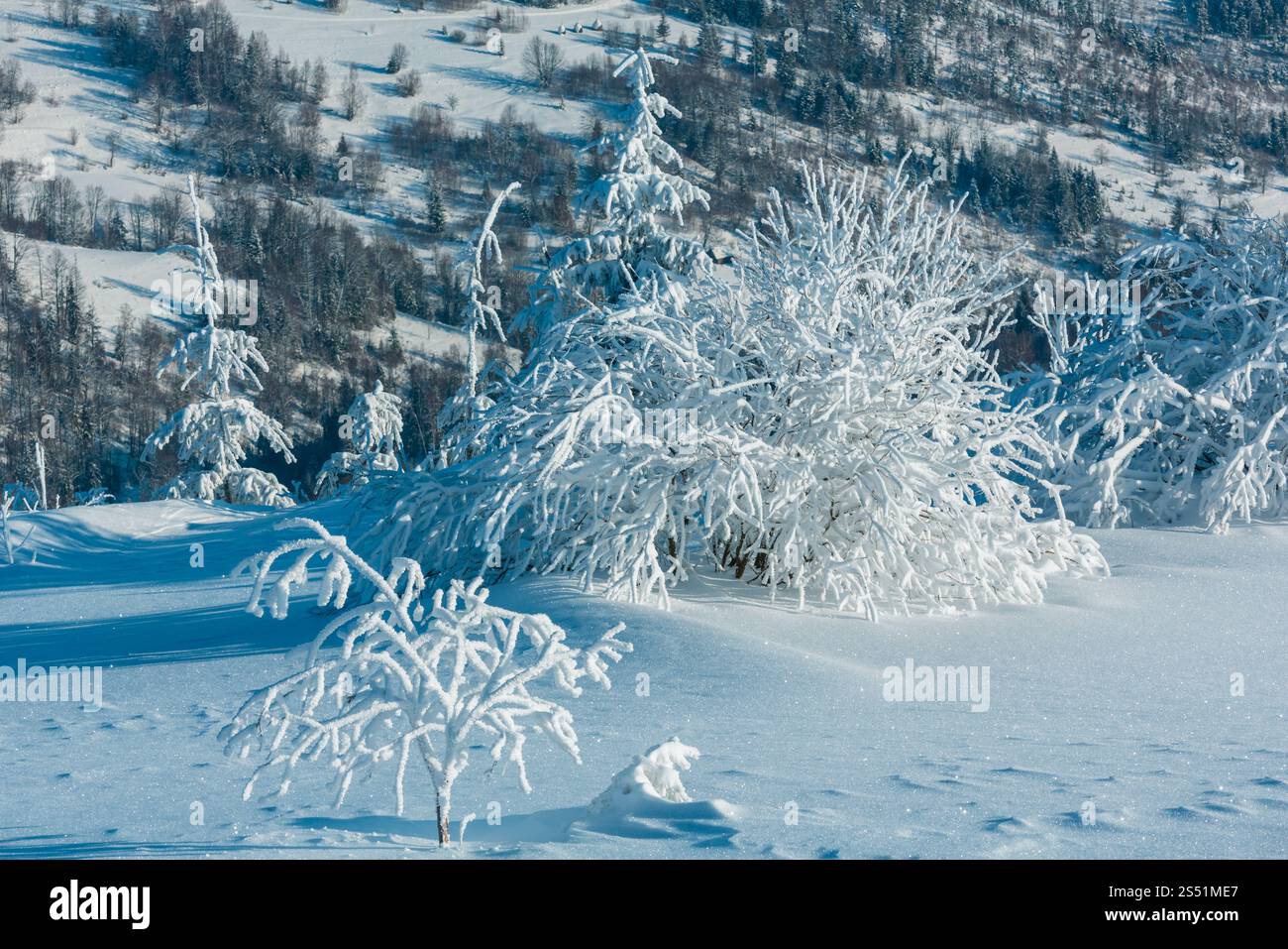 Morning winter calm mountain landscape with beautiful frosting trees ...