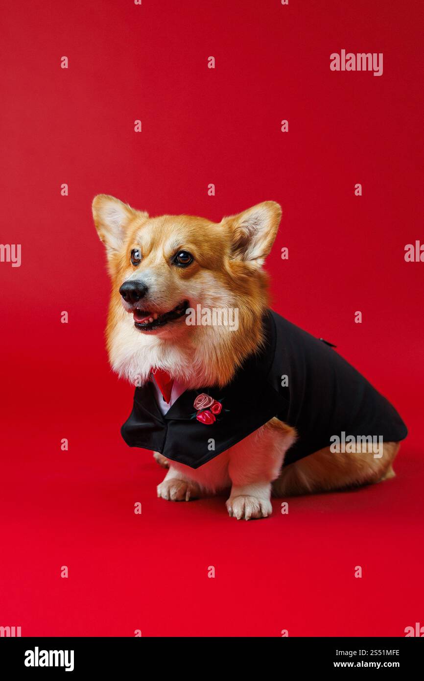 Dapper corgi in a tuxedo with a red rose boutonniere, perfect for ...