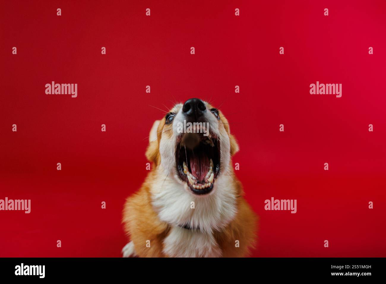 Energetic corgi barking in vibrant red studio background, expressing ...