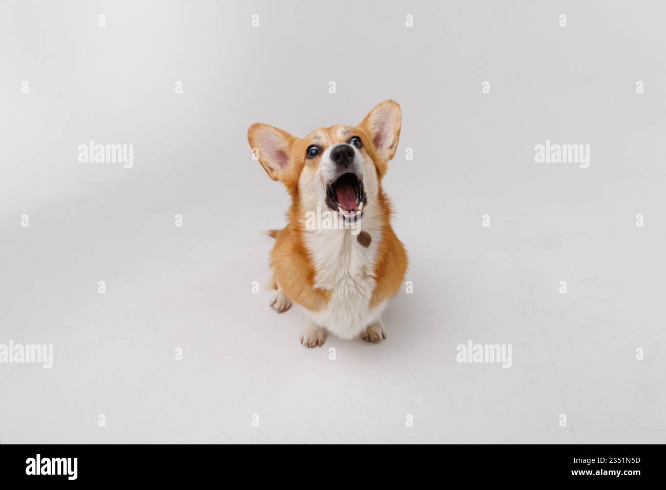 Corgi eagerly catching a treat in mid-air, showing pure excitement and ...