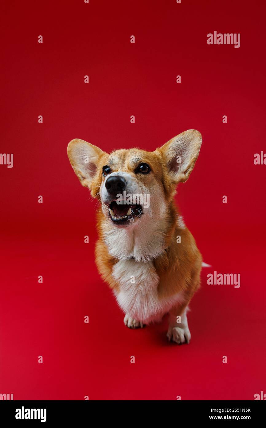 Energetic corgi barking in vibrant red studio background, expressing ...