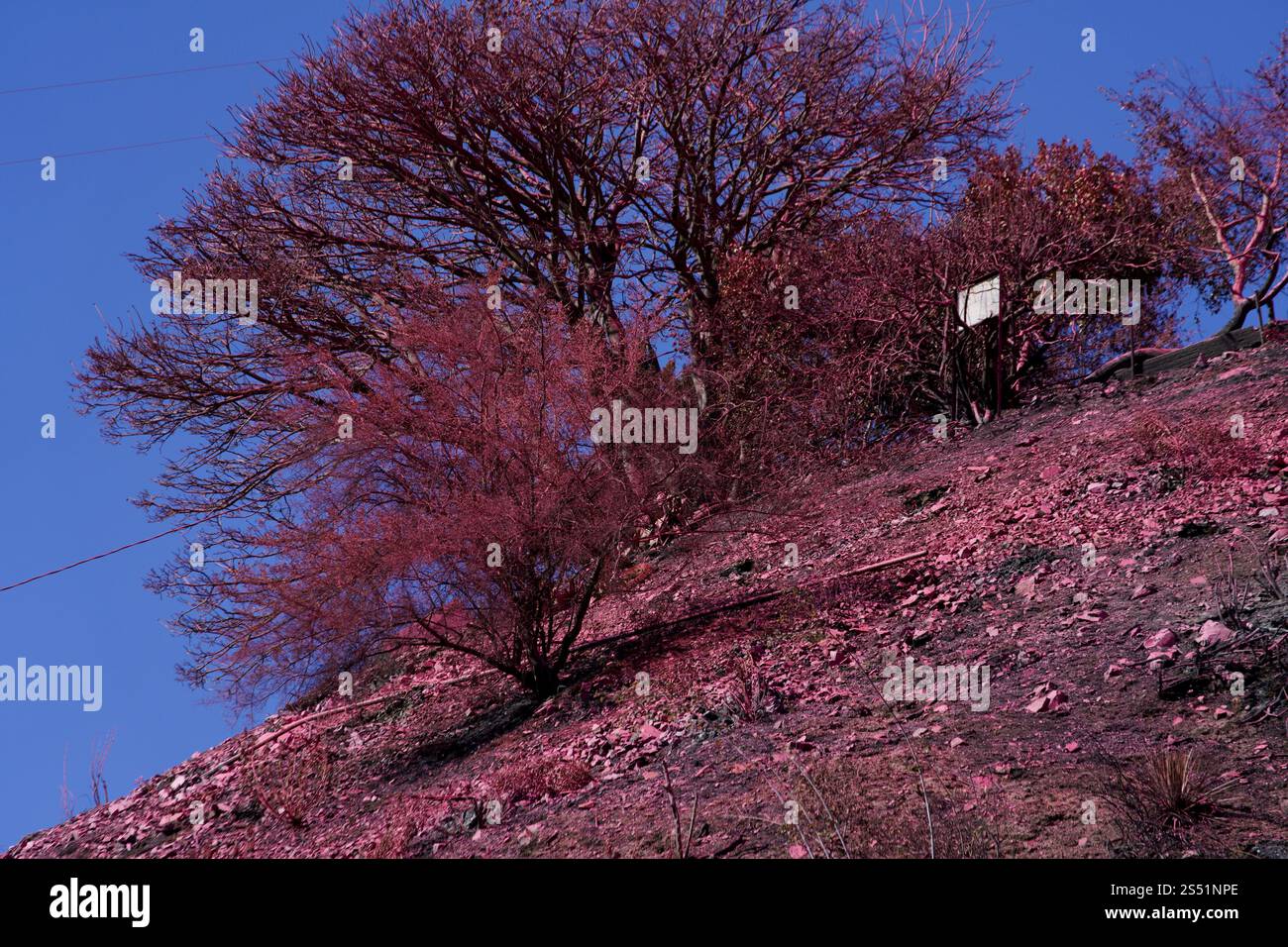 Retardant covers a hillside after crews battled the Palisades Fire in ...