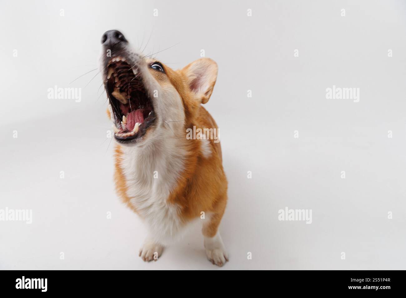 Corgi eagerly catching a treat in mid-air, showing pure excitement and ...