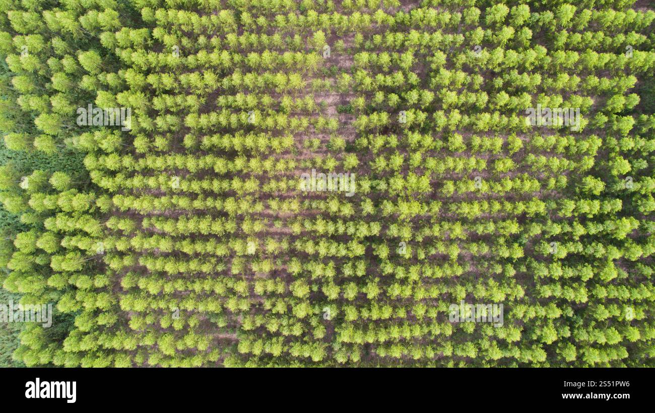 Aerial view of green tree forest Stock Photo - Alamy