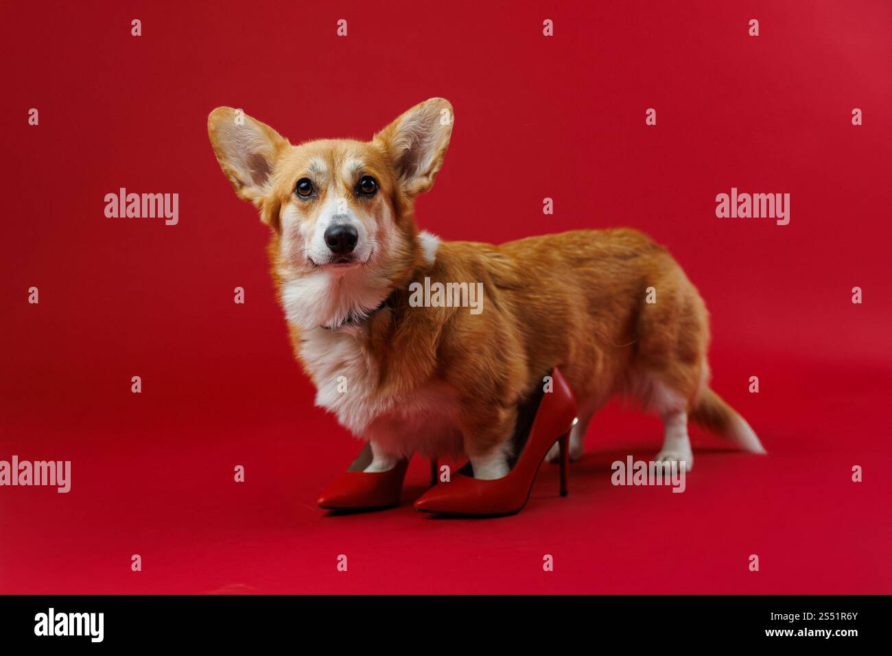 Confident corgi in red high heels, serving style and sass on a bold red ...