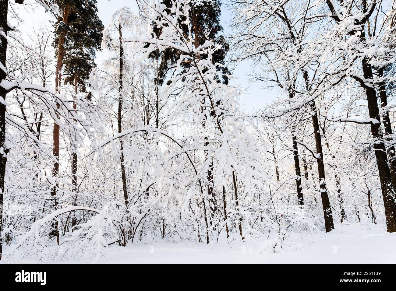 pine and oak trees in Timiryazevskiy forest park of Moscow city in ...