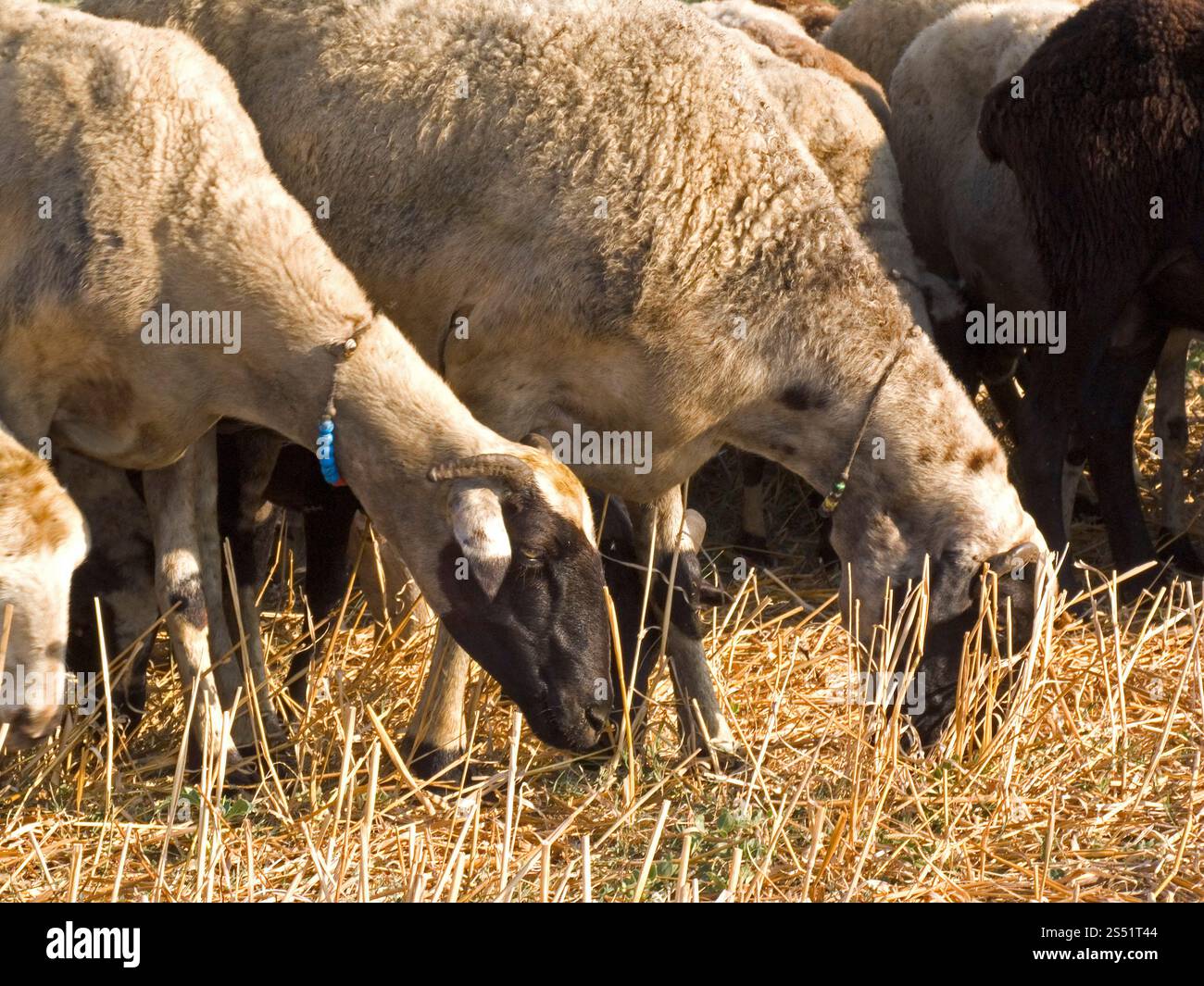 europe, greece, thrace, elafochori village, sheep farming, sheep Stock ...