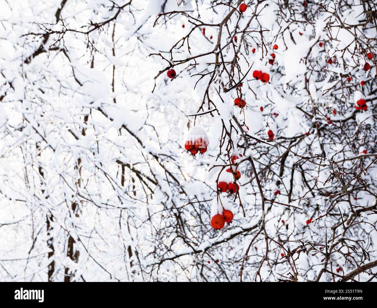 Hawthorn tree garden hi-res stock photography and images - Alamy
